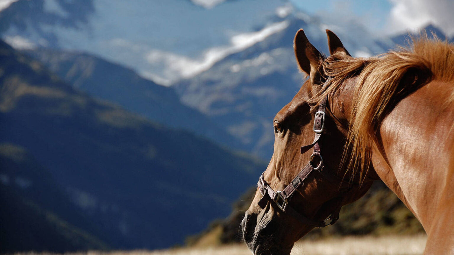 Funciones y usos del caballo en el Virreynato y la República ...